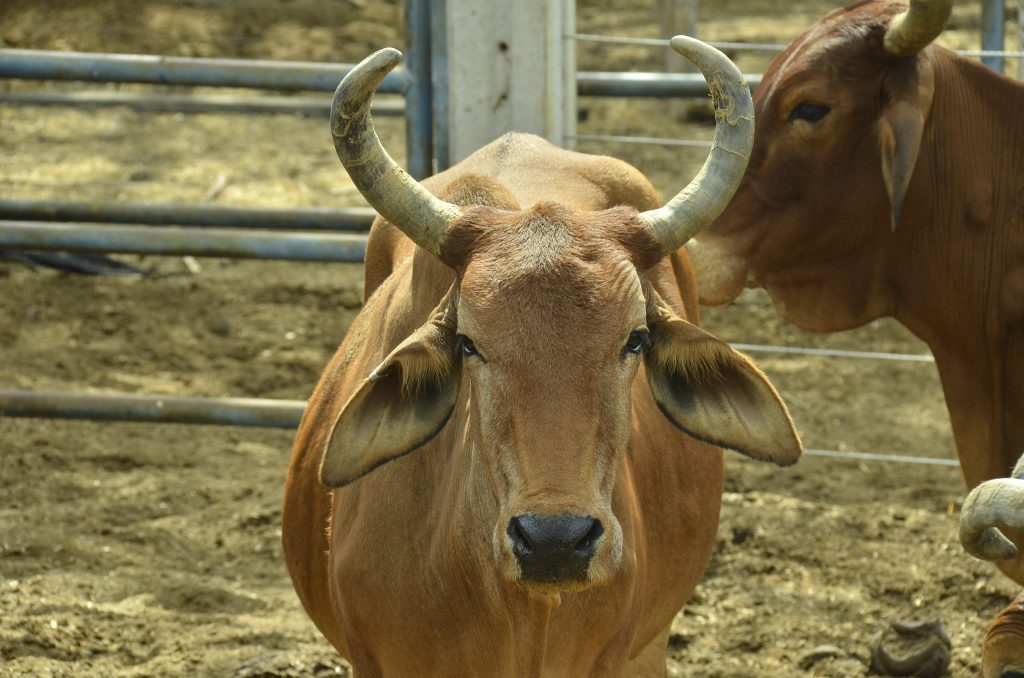 Certificação de Pureza de Origem (PO) para o Gado Sindi da Embrapa